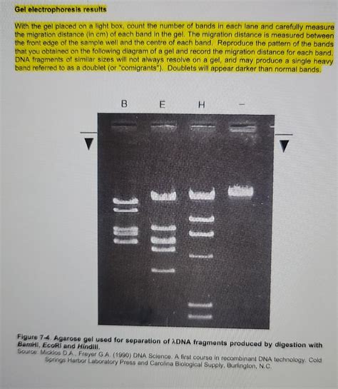 Solved Questions 1 What Selective Advantage Does Having