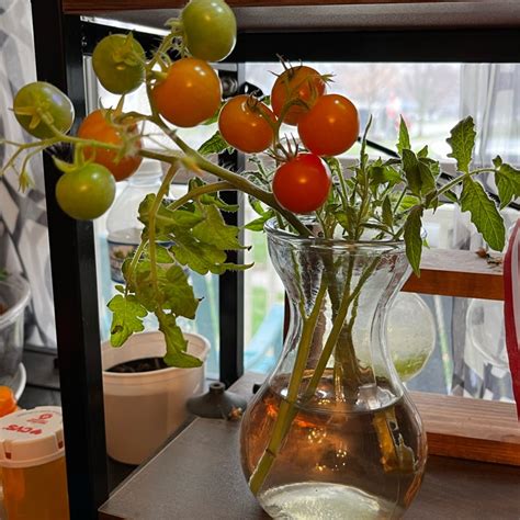 Solanum Lycopersicum Var Cerasiforme Terenzo Bush Tomato Terenzo Cherry Tomato