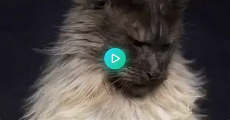 A Majestic Maine Coon Album On Imgur
