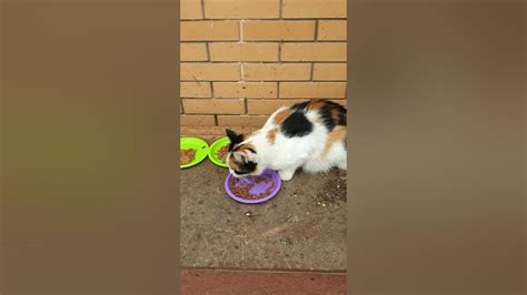 Таки урвал порцию Youtube