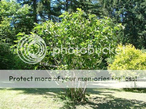 Zupan Blog Mulberry Bush