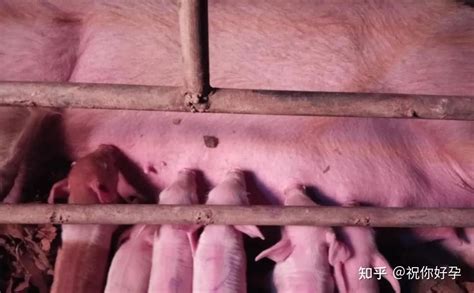 母猪产后1 5天最关键时期，这些细节你注意了吗？ 知乎