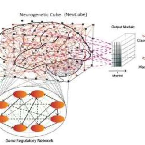 The Neucube Brain Inspired Snn Architecture From 2 Download Scientific Diagram
