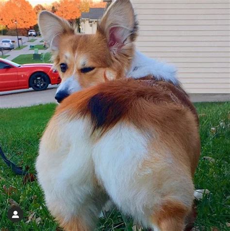 Japanese Bakery Makes Adorable Corgi Butt Buns