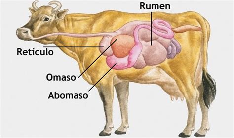 Cuantos estómagos tiene una vaca Mundonets Co