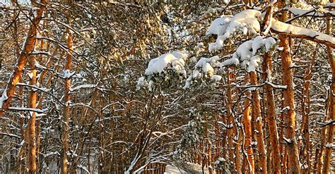 감기 겨울 겨울 동화나라 겨울 풍경 겨울의 추위 겨울의 평온 경치 좋은 길 계절 고요한 광야 나무 눈 내리는 눈 담요 눈 덮인 숲 눈길 눈이 덮여