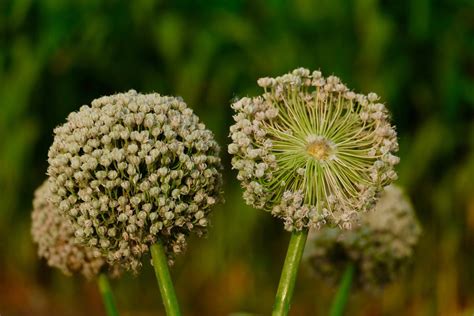 Seed Saving Part 1 Why Saving Seeds Makes So Much Sense The Seed