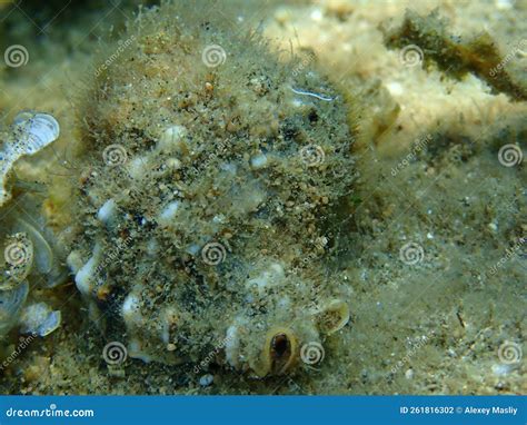 Sea Snail Trunculus Murex Or Banded Murex Trunk Murex Banded Dye