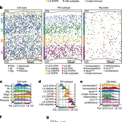 Microglia Display Cortical Laminar Heterogeneity A Schematic Of S1