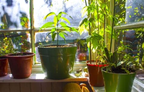 Why Plants Need Sunlight Sun And Shade Guide
