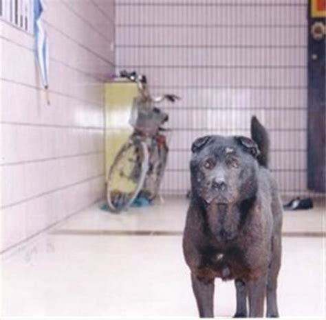 潮汕犬种潮汕犬潮汕红犬大山谷图库