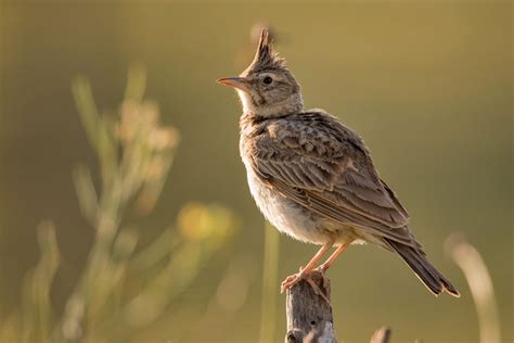 Quel Est Le Message Et La Symbolique Des Oiseaux