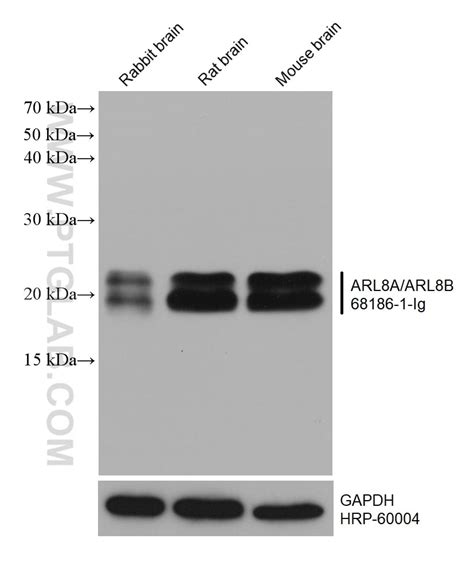 Arl8aarl8b Antibody 68186 1 Ig Proteintech