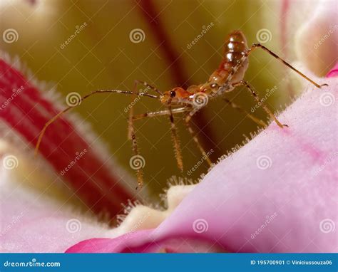 Assassin Bug Nymph Stock Image Image Of Entomology 195700901