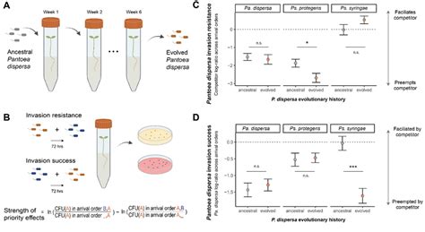 Within Host Evolution Of The Early Colonizer Pantoea Dispersa Alters
