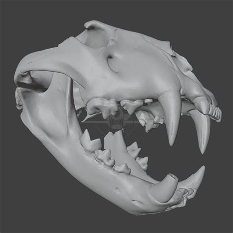 Second Tsavo Man Eater Lion 3d Skull Low Poly Stl For 3d Printing Etsy