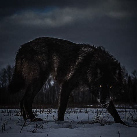 Two Largest Wolf Ever Caught On Tape Artofit