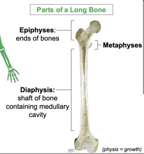 Anatomy 403 Exam 2 Flashcards Flashcards Quizlet