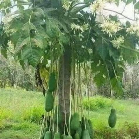 Alexander Jarrett Youtube