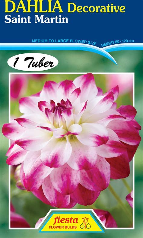 Dahlia Saint Martin 1pk Springvale Garden Centre