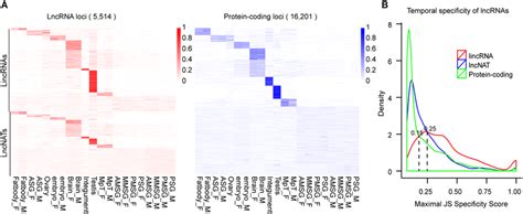Tissue Specificity Of Lncrnas And Protein Coding Genes A Heatmaps Of Download Scientific