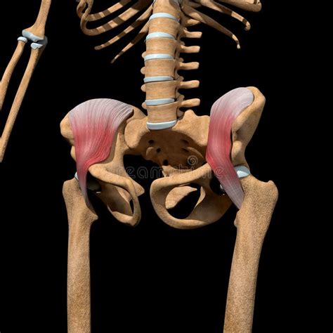 Iliacus Muscle