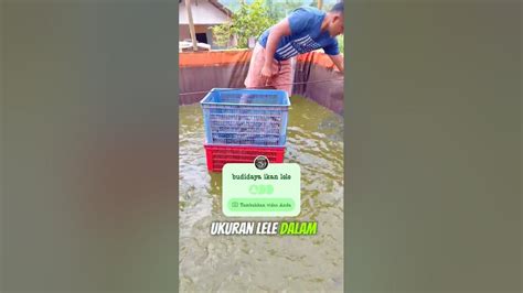 Pentingnya Grading Ikan Lele Reels Kolamikan Usa Budidayalele