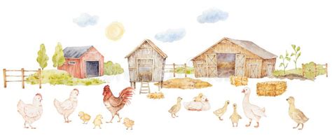 Watercolor Farm Animals Chickens Stock Illustrations 168 Watercolor