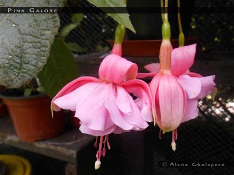 Pink Galore - FuchsiaFinder