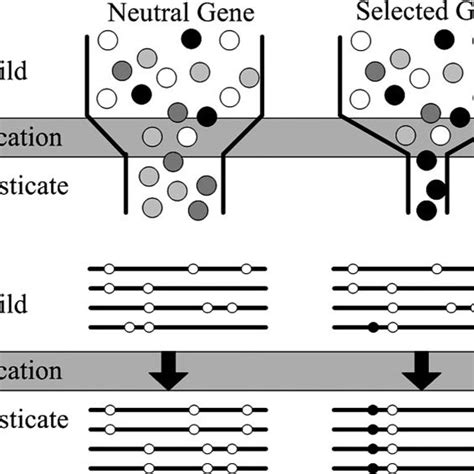 Schematic Representation Of A Population Bottleneck And Its Effect On A