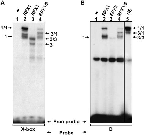 Binding Of In Vitro Synthesized RFX1 And RFX3 To The D2 Sequence A