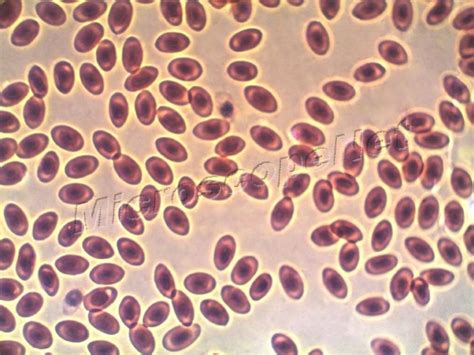 Omax Microscopenet Phase Contrast Microscopy