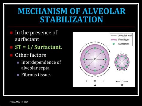Compliance Of Lung Pptx Lung And Respiratory Health Diseases And Conditions