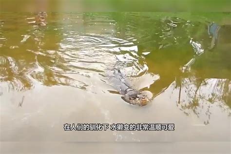 一觉醒来主人床上就换了“人”，小水獭瞬间不淡定，看完千万别笑水獭瞬间床上