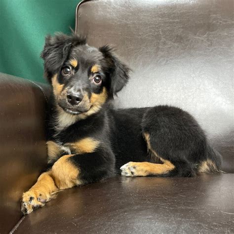Miniature Australian Shepherd Puppies For Sale Central Parkpuppies