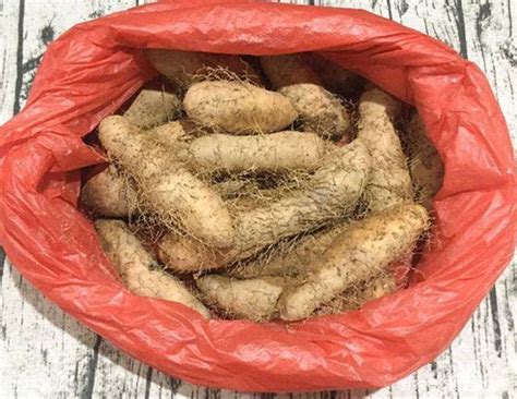 海南大薯类图片大全 白薯图片大全大图 薯类图片大全 大山谷图库