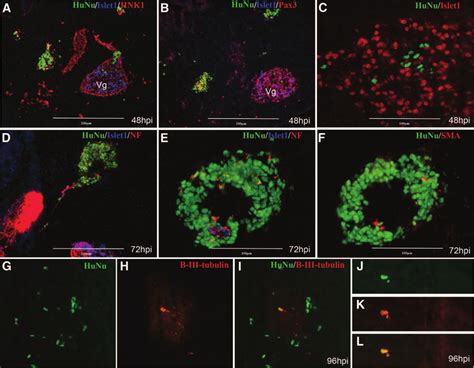 Neural Crest Stem Cell Ncsc Behavior In An Embryonic Environment