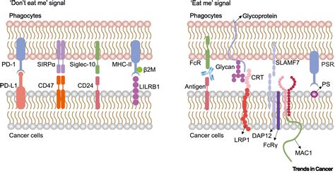 Phagocytosis Cell Membrane