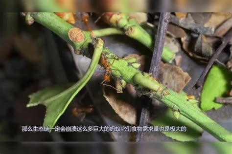 假如把蚂蚁放大一万倍！那么人类会怎么样？蚂蚁会成为地球霸主吗蚂蚁人类霸主