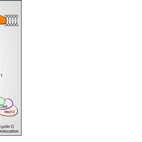 Cdk8 Module Cd8 Cyclin C Med12 And Med13 Regulation By The Cwi Mapk