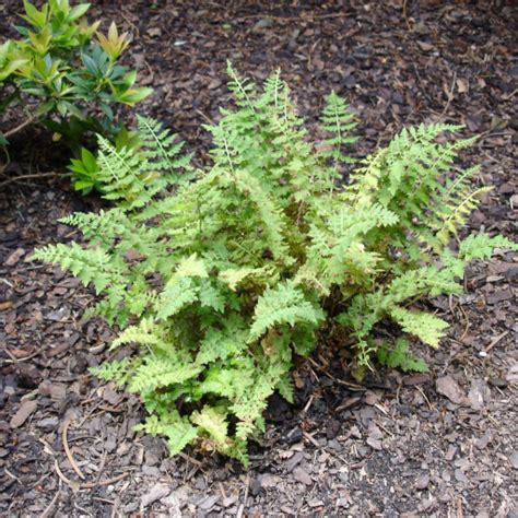 Dickies Bladder Fern Cystopteris Dickieana Plant Care And How To Grow