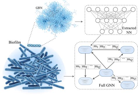 Illustration Of The Gene Regulatory Neural Networks Grnn Extraction