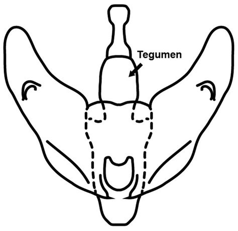 Glossary Microlepidoptera On Solanaceae