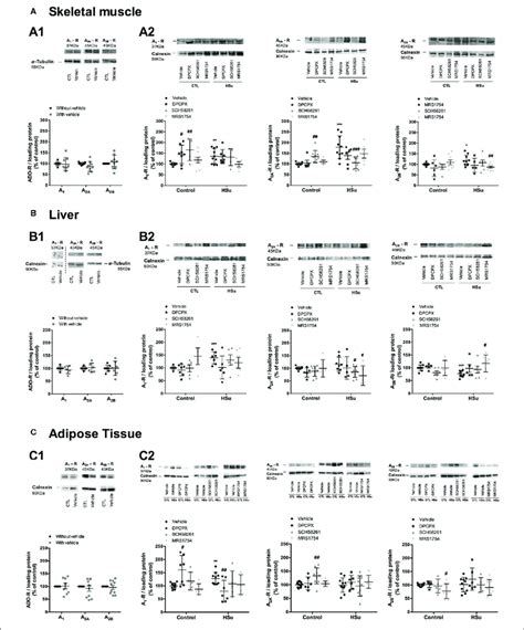 Effect Of Chronic A 1 A 2a And A 2b Adenosine Receptor Antagonist