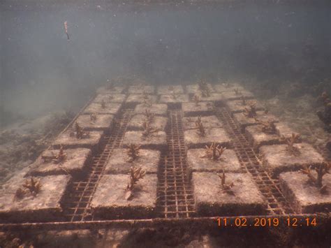 Coral Restoration Programme Nccr