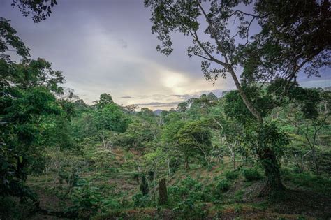 Don Philipps Johnson On Linkedin What Does It Take To Restore Forests At Scale