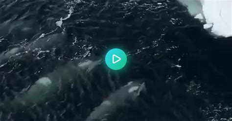Killer Whales Hunting Seals Album On Imgur
