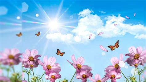 Summer Wallpapers Wallpaper Cave