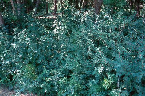 Cotoneaster Intergerrimus Landscape Plants Oregon State University
