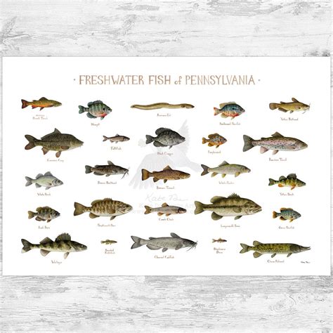 Tropical Fish Species Chart
